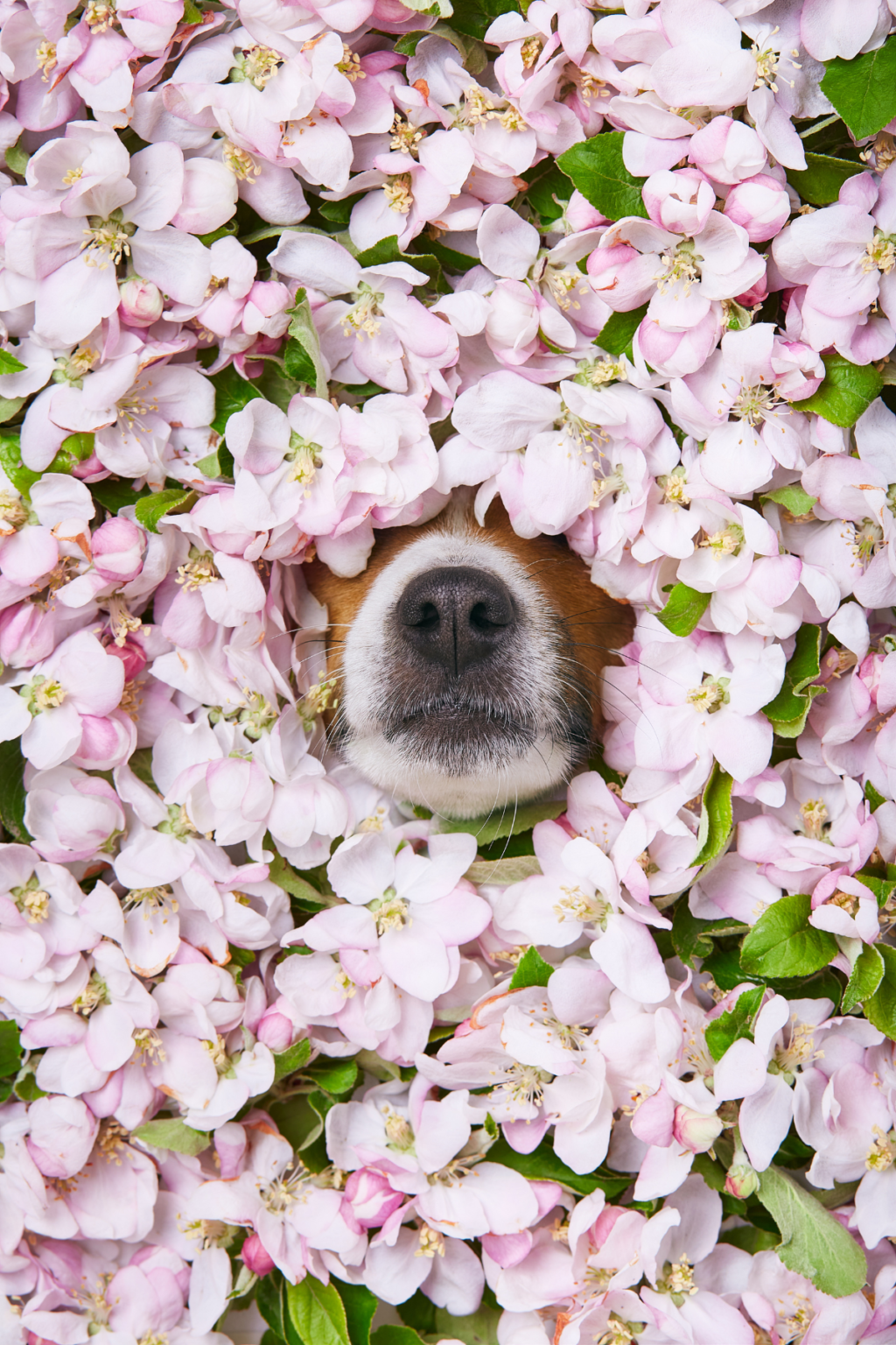 55 Girl Dog Names Inspired by Flowers - The Dog Names Collection