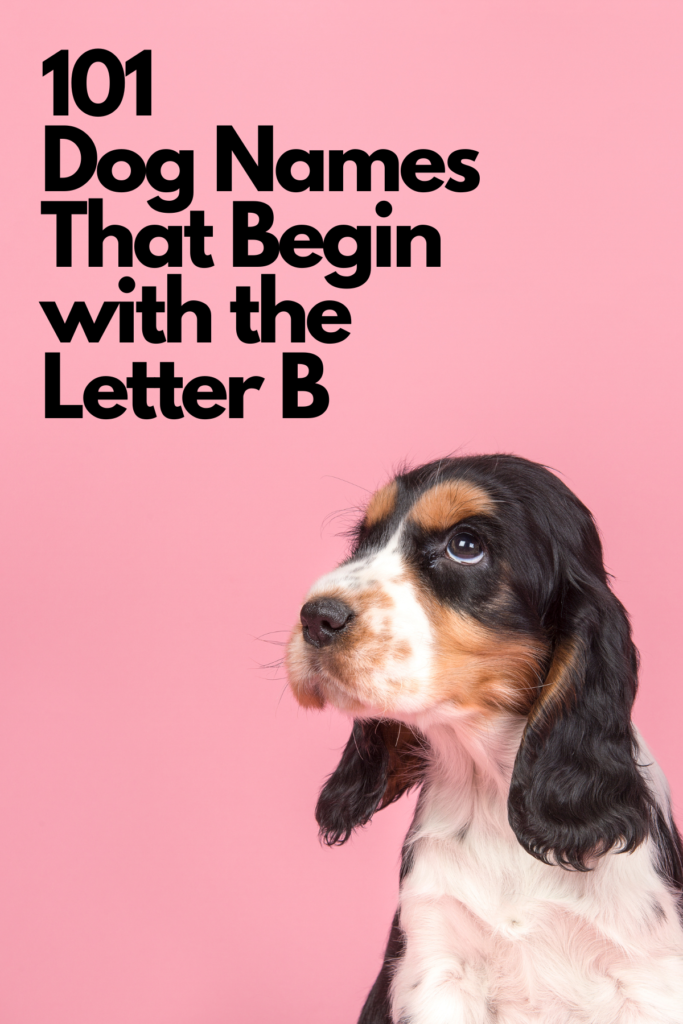 101 Dog Names That Start With The Letter B The Dog Names Collection