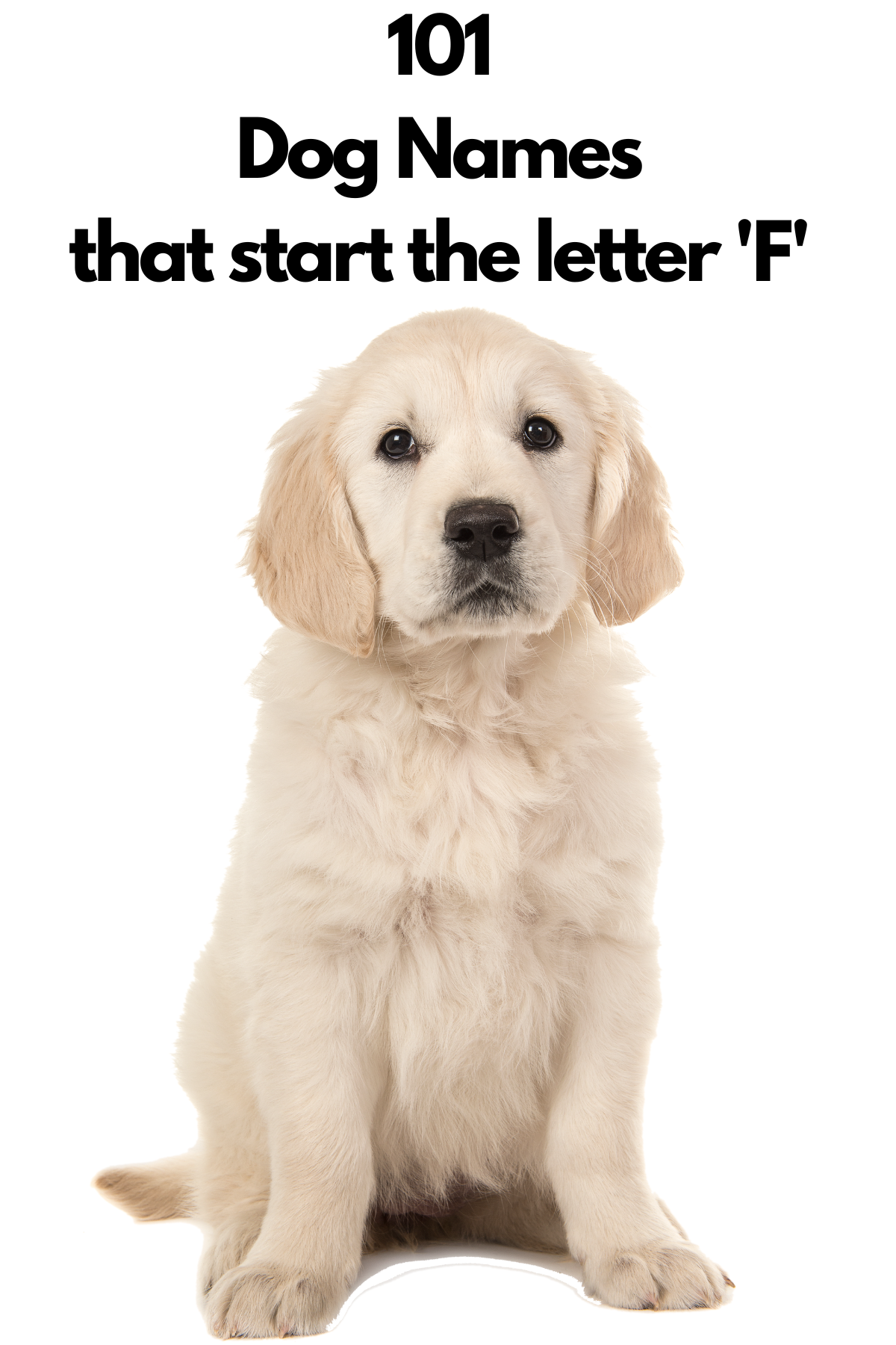 101 Best Dog Names that start with the letter F - The Dog Names Collection