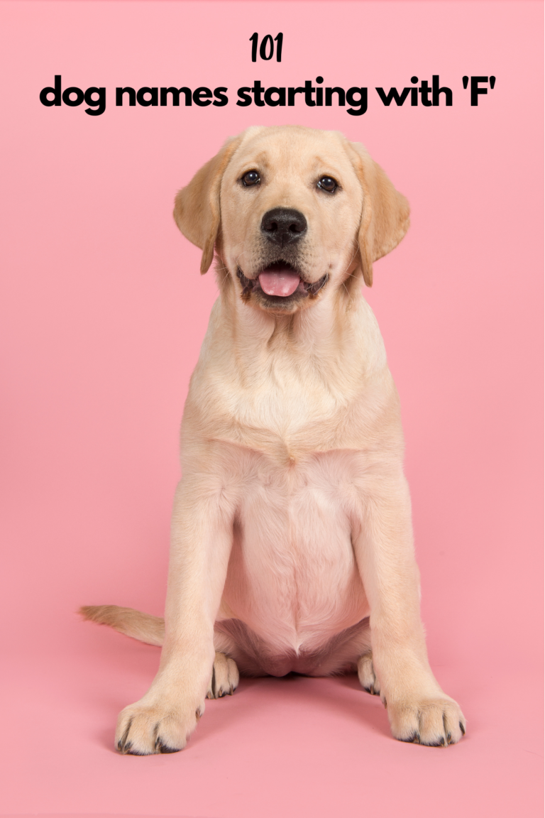 101 Best Dog Names that start with the letter F - The Dog Names Collection