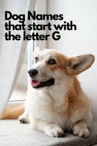 101 Dog Names That Start with the Letter G - The Dog Names Collection