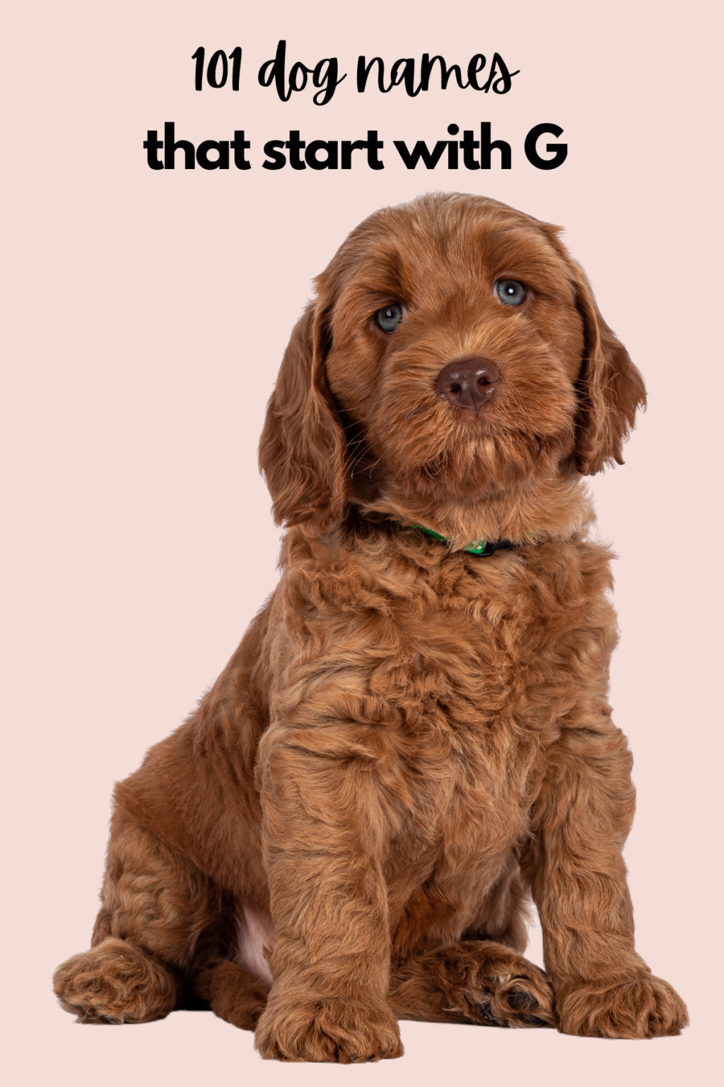101 Dog Names That Start with the Letter G - The Dog Names Collection