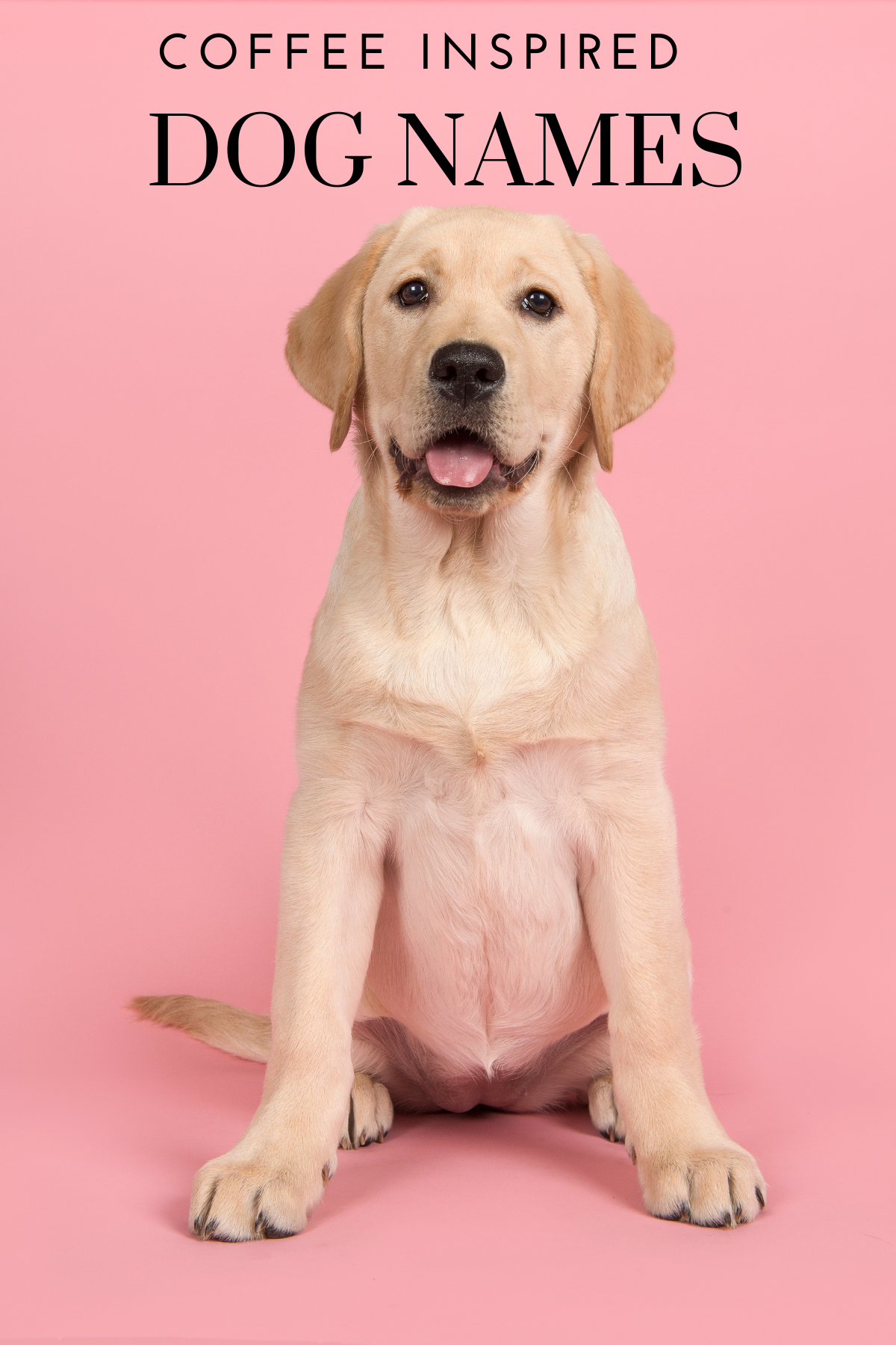 51 Best Coffee Inspired Names for Dogs - The Dog Names Collection