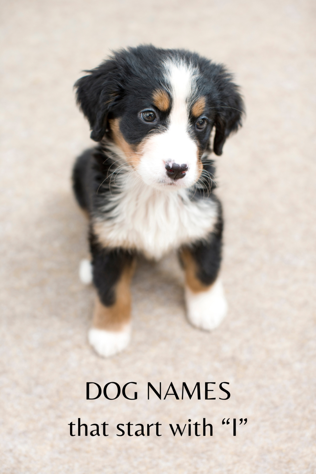 101 Best Dog Names that start with the letter I - The Dog Names Collection