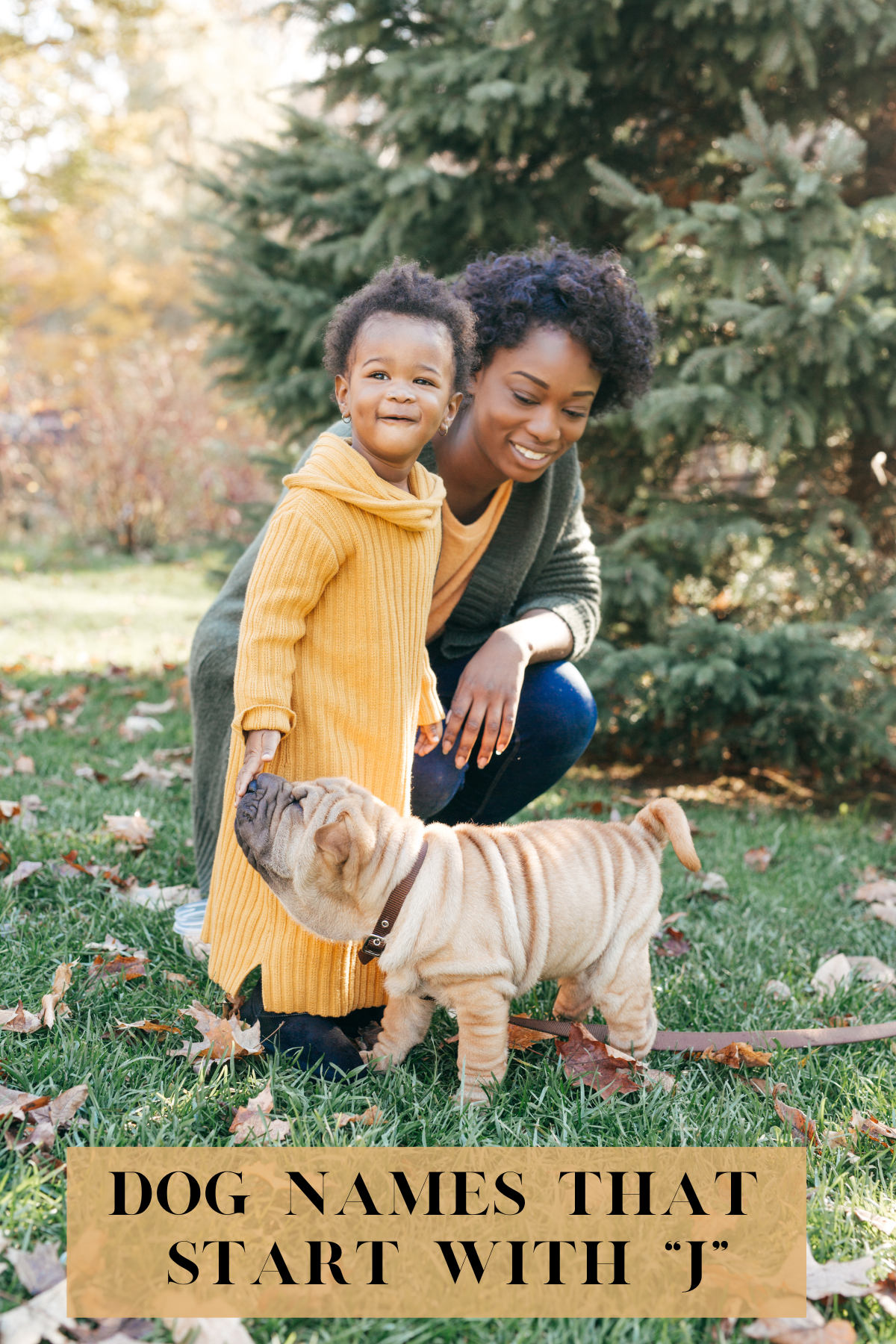 109 Best Dog Names that start with the letter J - The Dog Names Collection